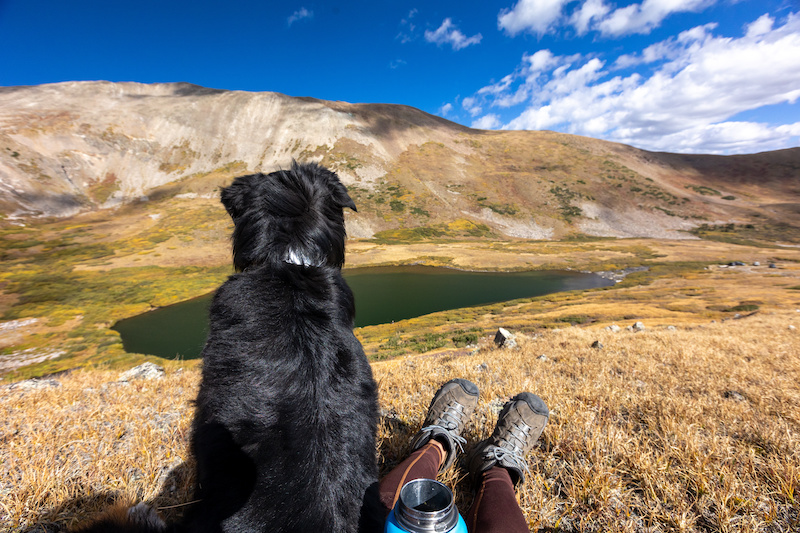 Summit County Pet Friendly Guide - Summit Mountain Properties